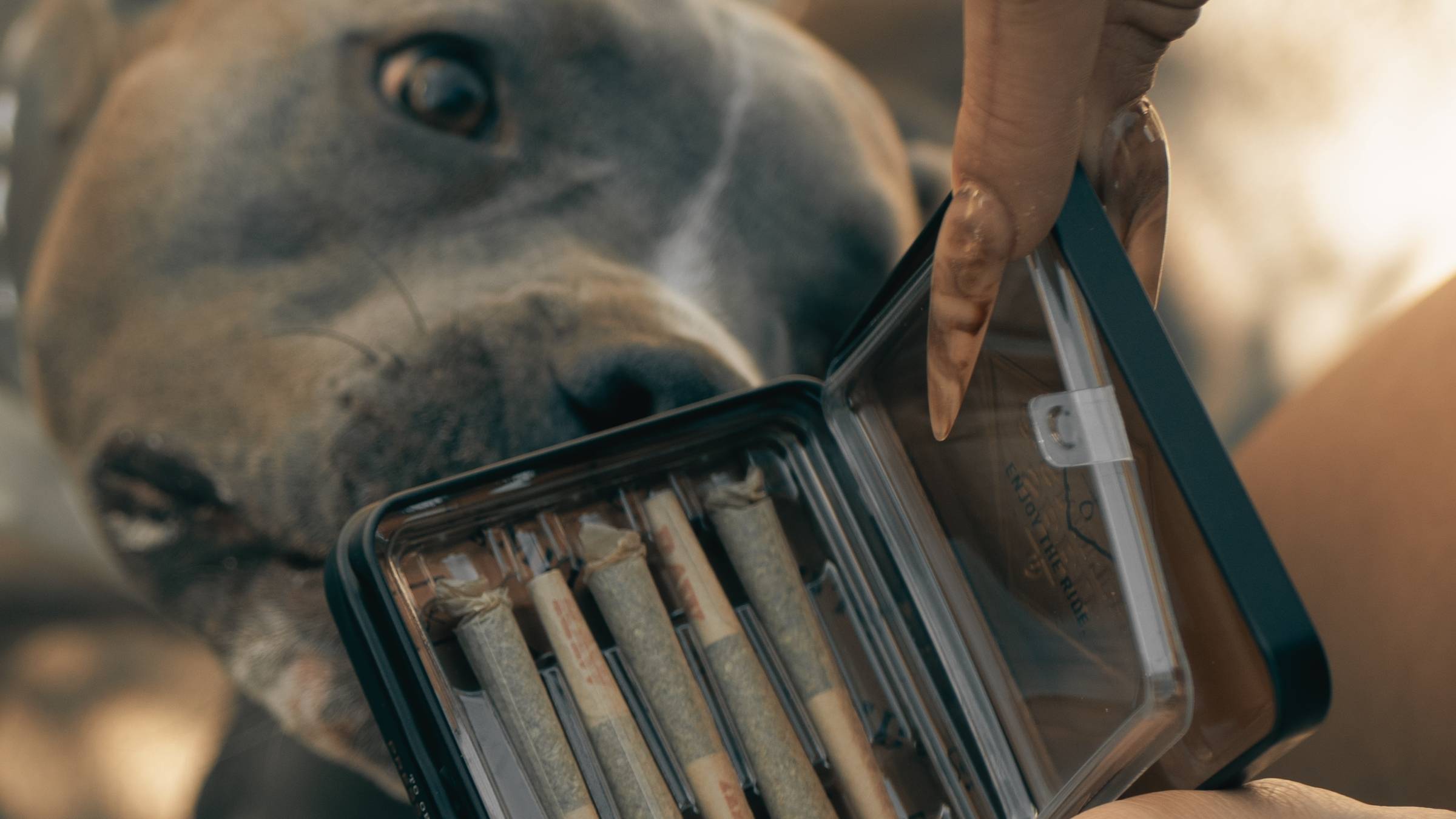 Seed & Smith Infused Pre-Rolls | Seed & Smith